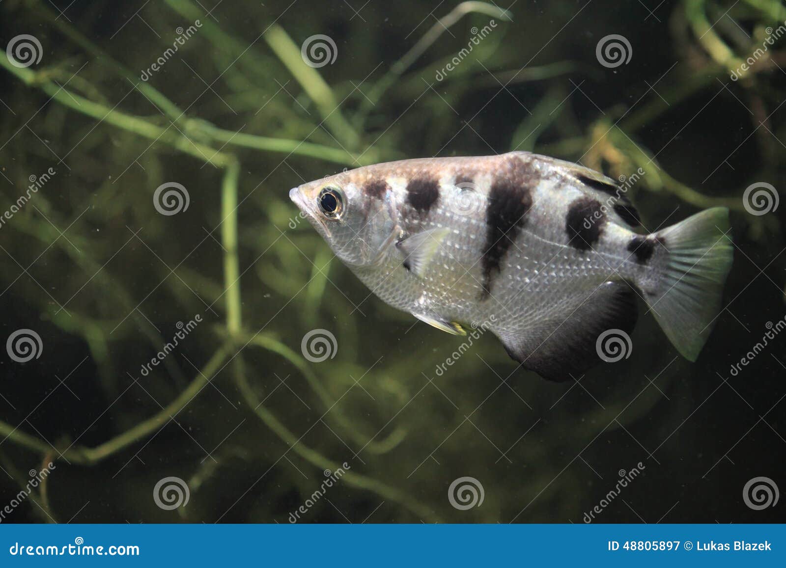 Banded archerfish stock image. Image of brackish, perciform - 48805897