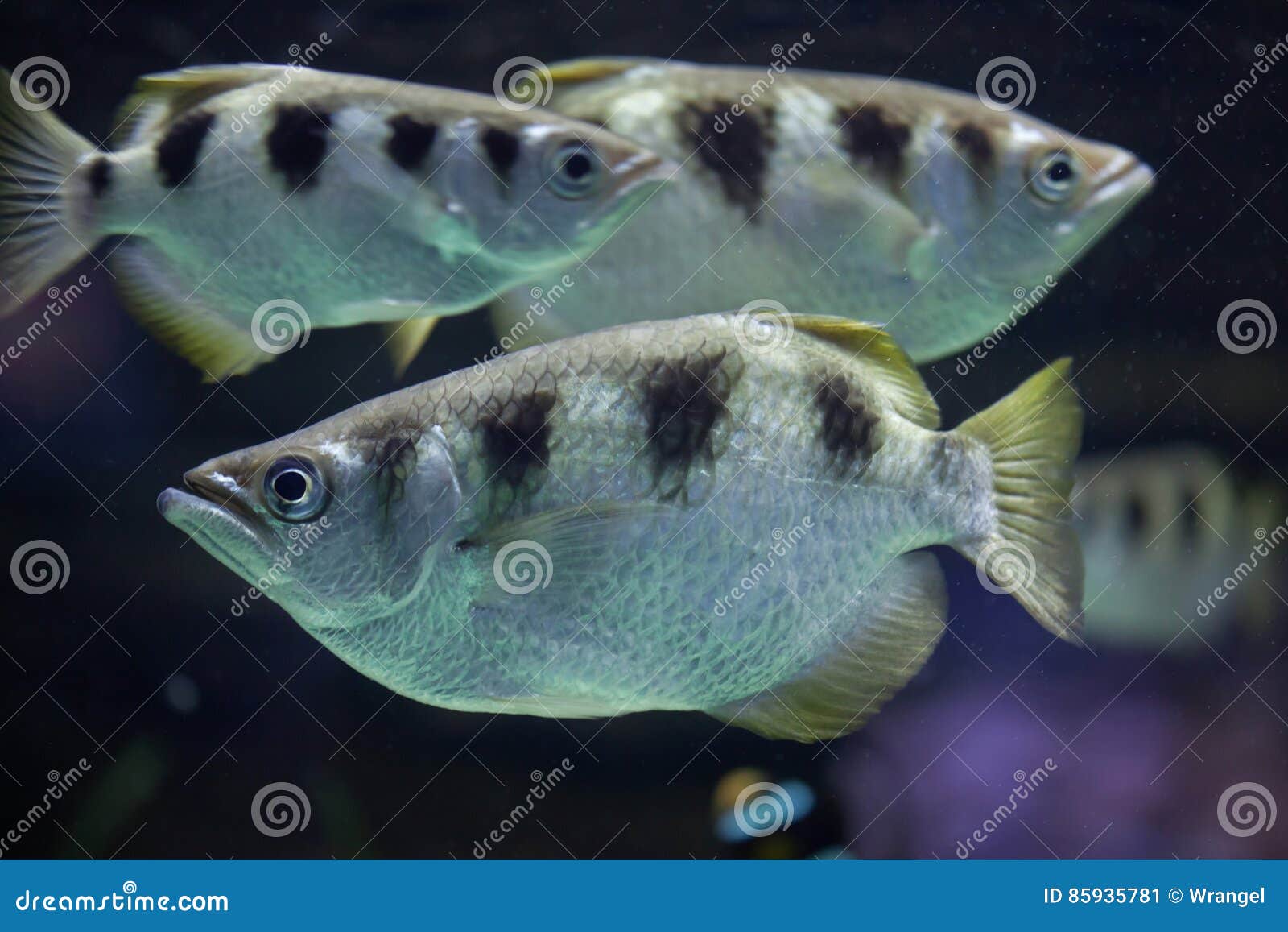 Banded Archerfish Toxotes Jaculatrix Stock Image - Image of swimming ...
