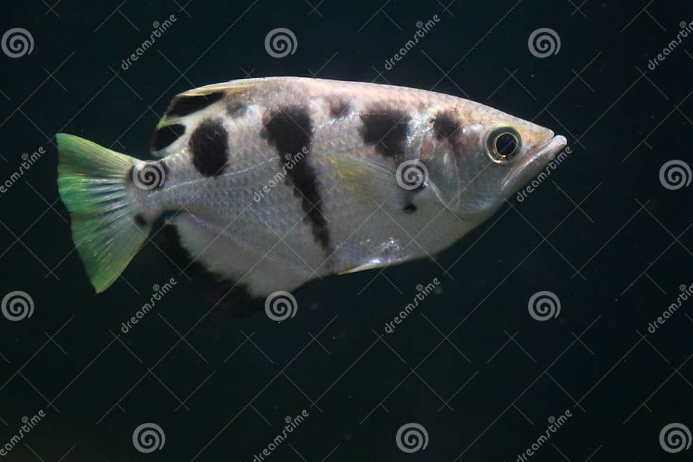 Banded archerfish stock photo. Image of marine, life - 30325230