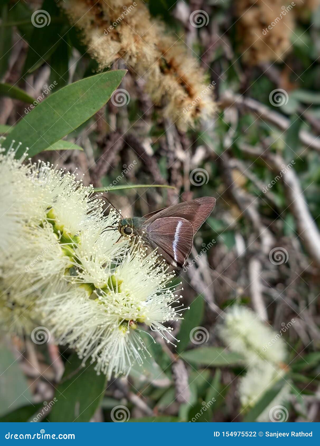 Banded Awl Butterfly Paper Bark Tree Stock Photo - Image of banded ...