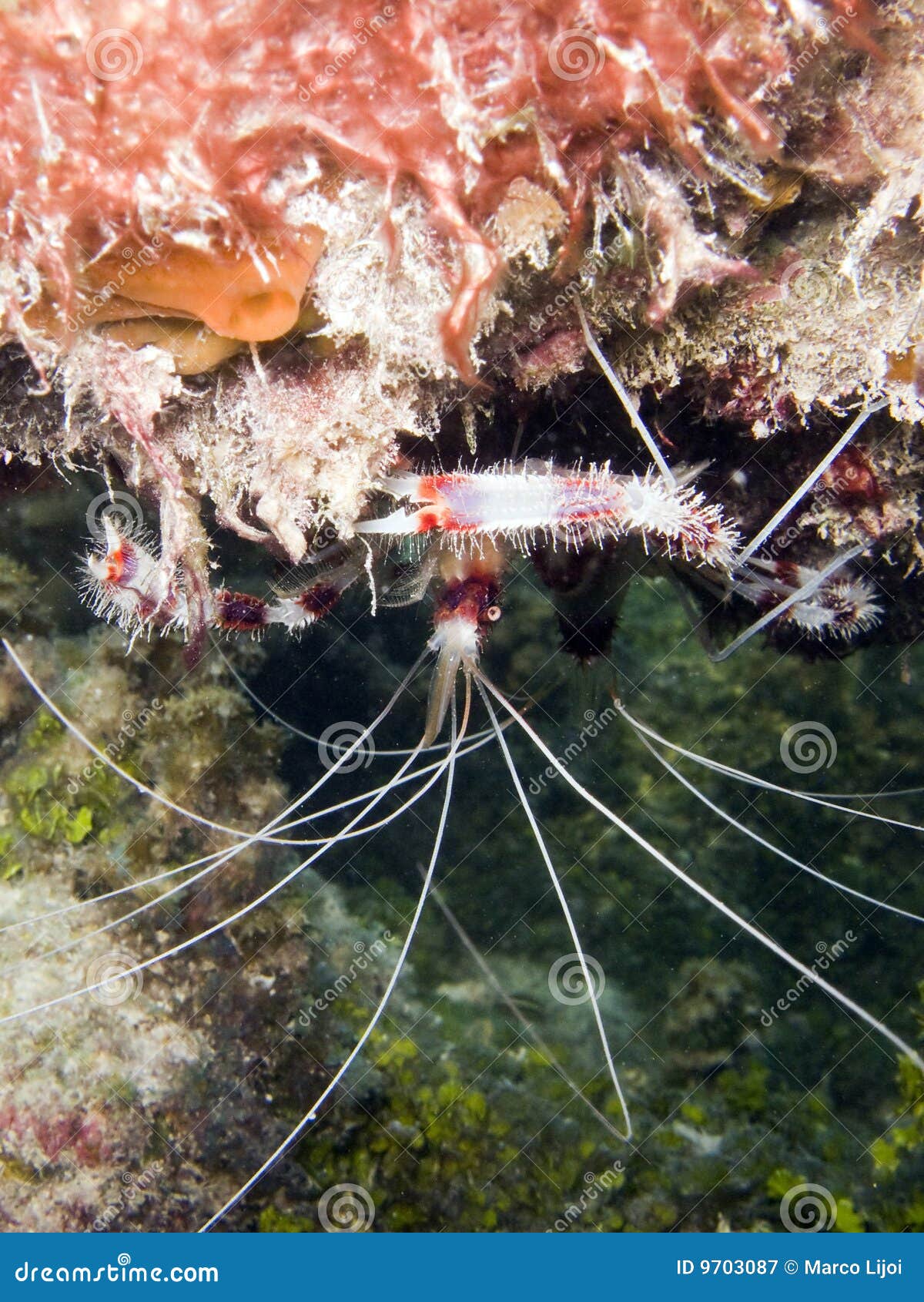 Banded boxer shrimp stock image. Image of fishing, barber - 9703087