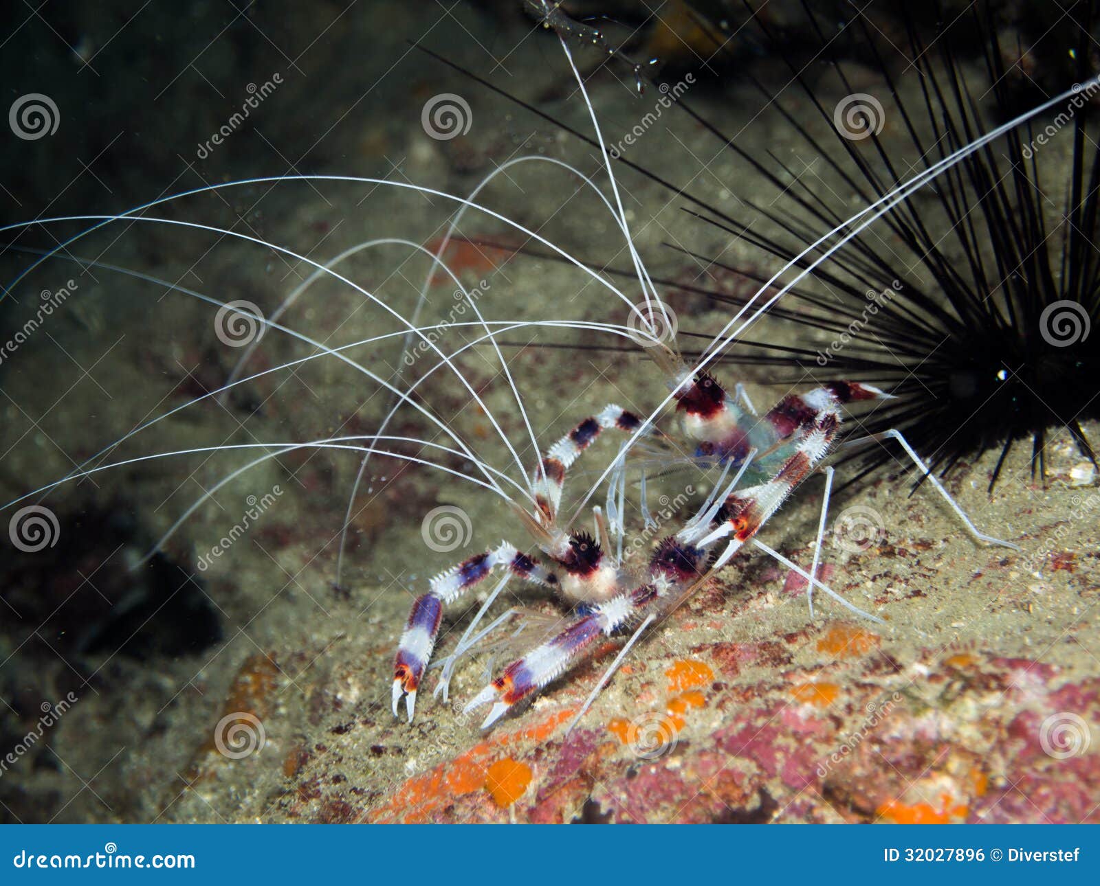 Banded Boxer Shrimp - Stenopus Hispidus Stock Photo - Image of ...