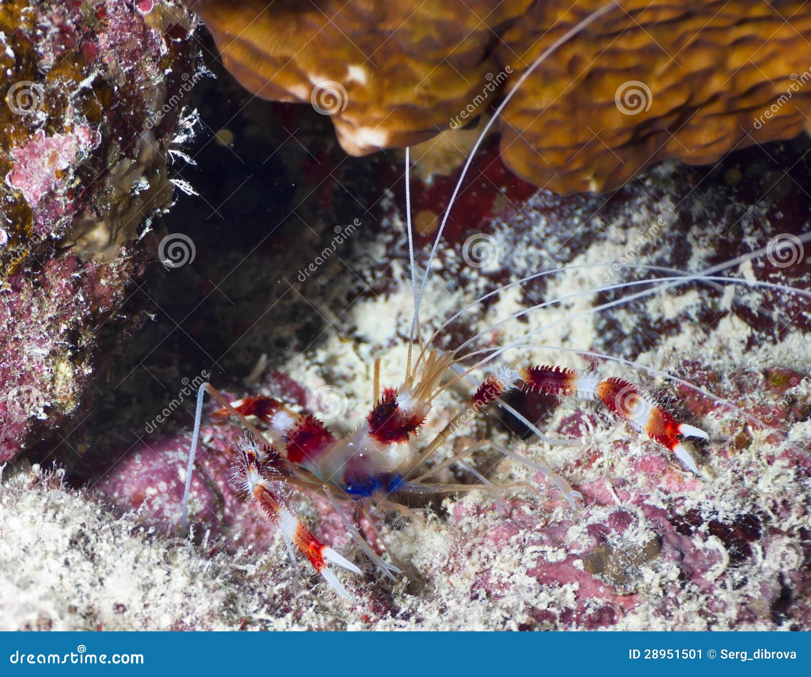 Banded Boxing Shrimp stock image. Image of aquatic, colorful - 28951501