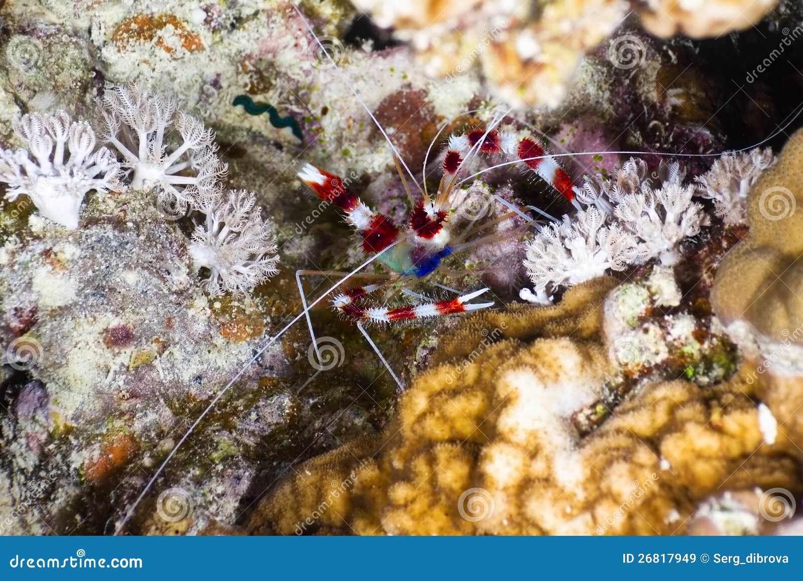Banded Boxing Shrimp at Night Stock Image - Image of long, exotic: 26817949