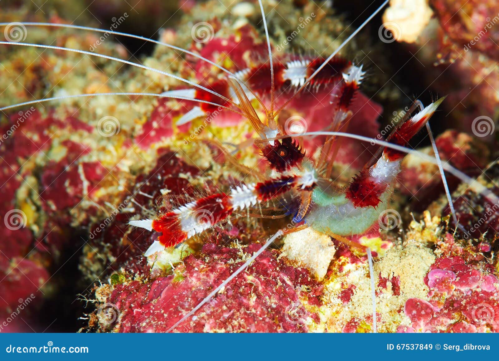 Banded Boxing Shrimp stock image. Image of ocean, animal - 67537849