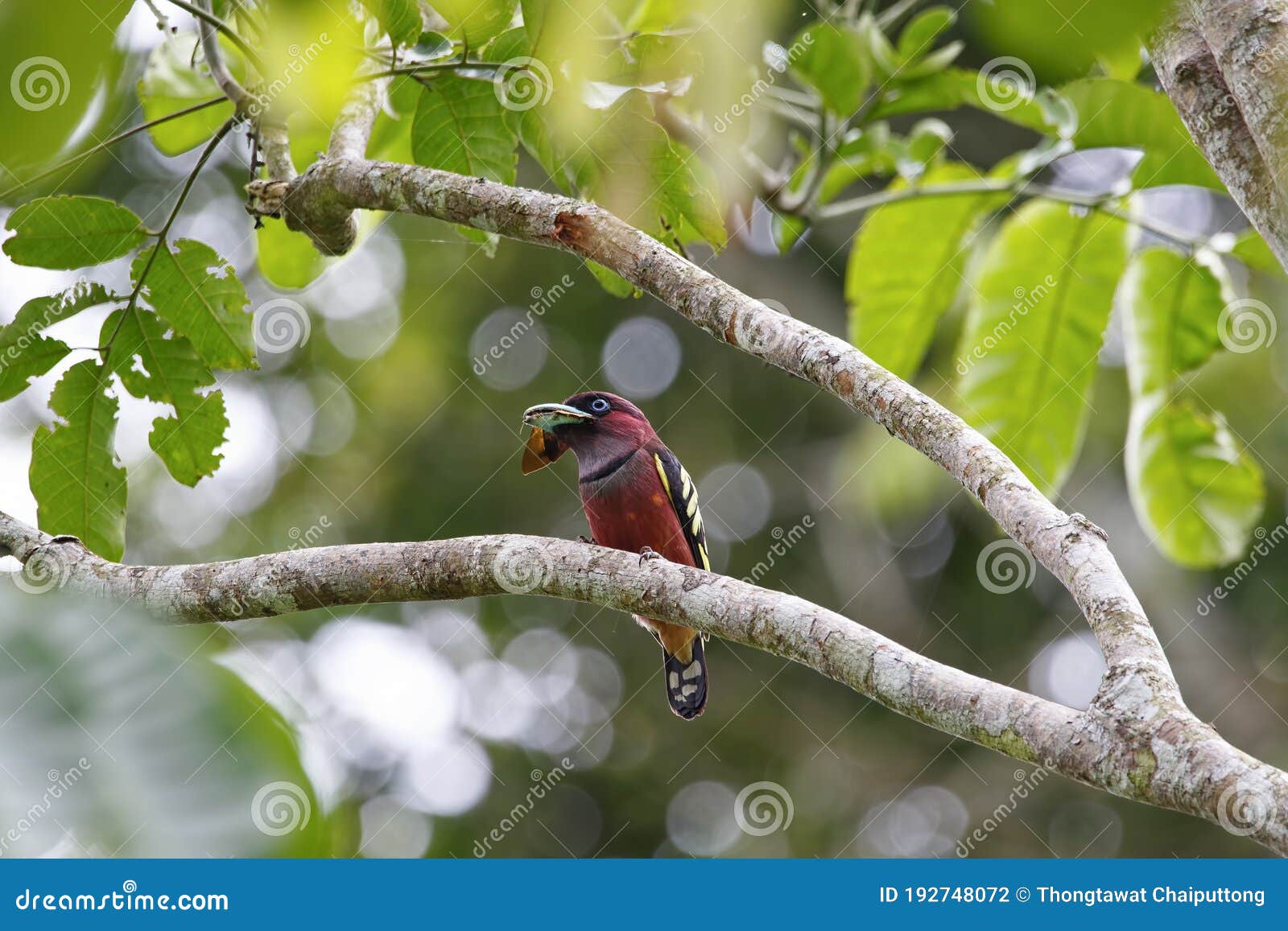 Banded Broadbill Photos - Free & Royalty-Free Stock Photos from Dreamstime
