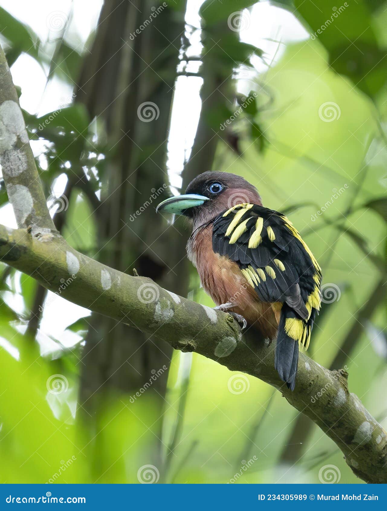 Banded Broadbill Perching Eye Level on Tree Branch Stock Image - Image ...