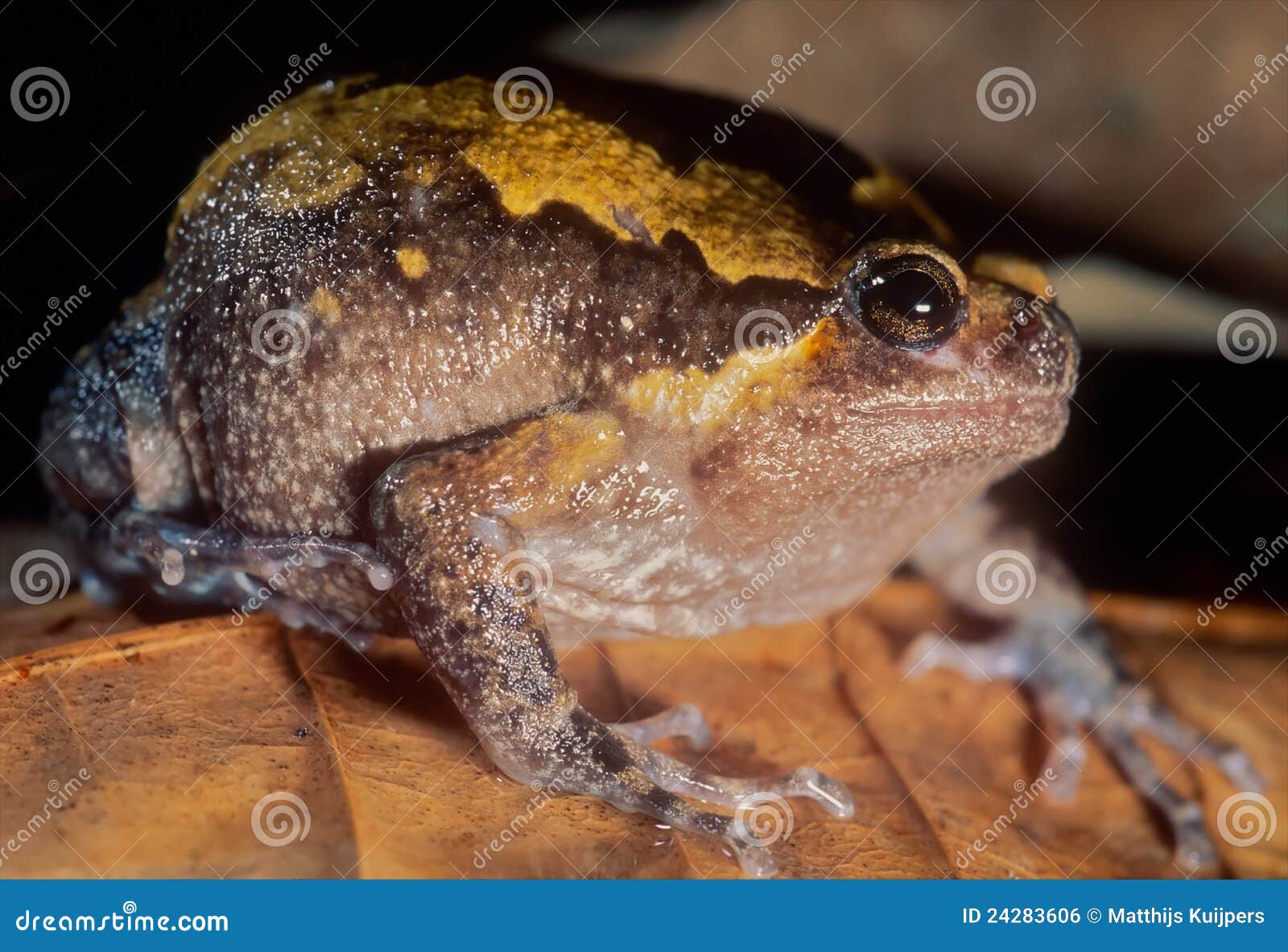 Banded bull frog stock photo. Image of introduced, frog - 24283606