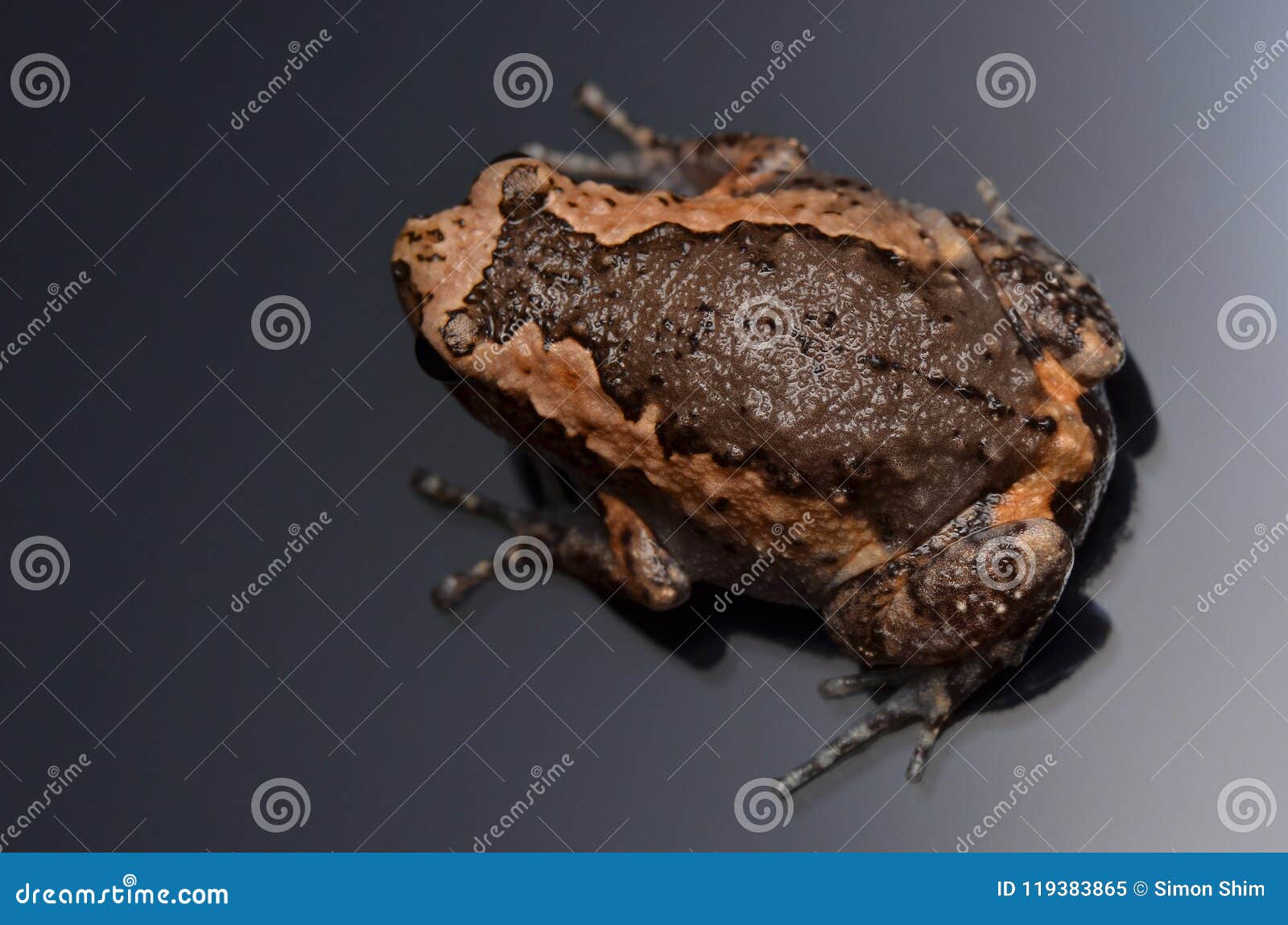 Banded Bull frog stock image. Image of creature, asian - 119383865