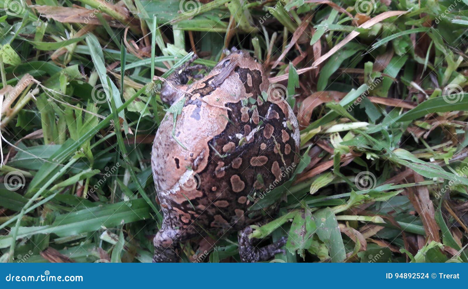 Banded bullfrog stock photo. Image of animal, bubble - 94892524
