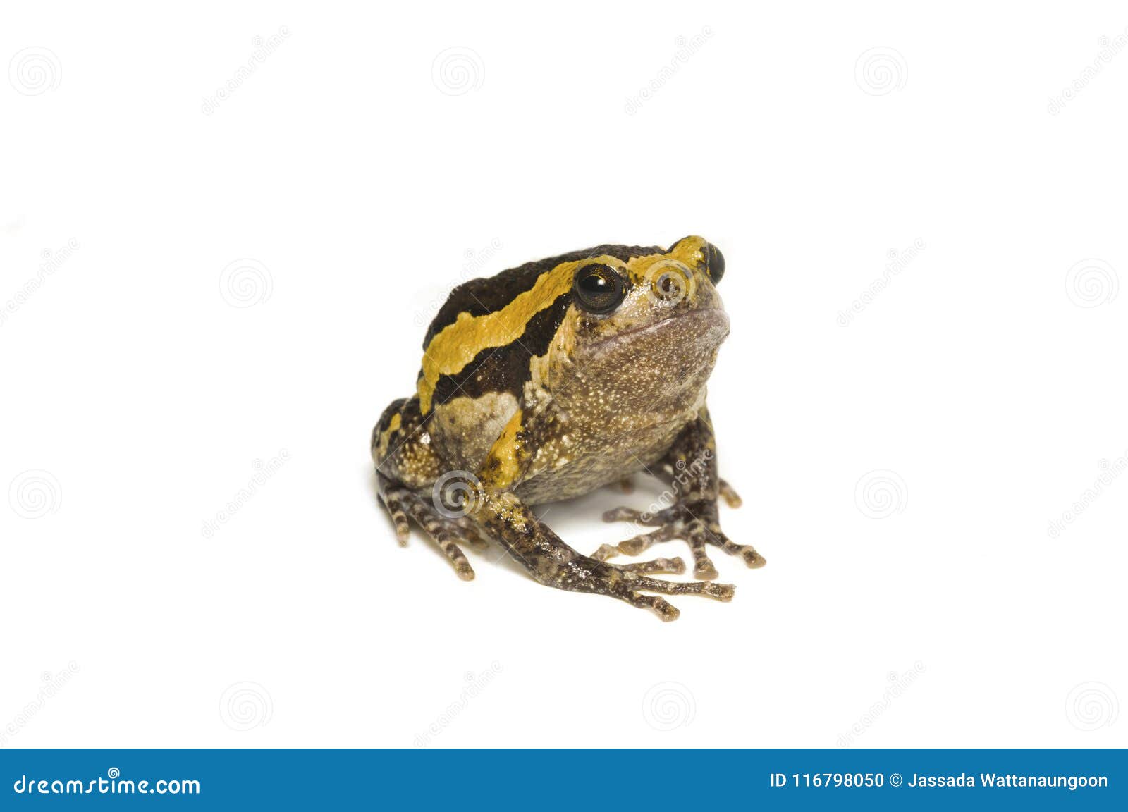 Banded Bullfrog Or Asian Narrowmouth Toads It Also Know Chubby Or ...