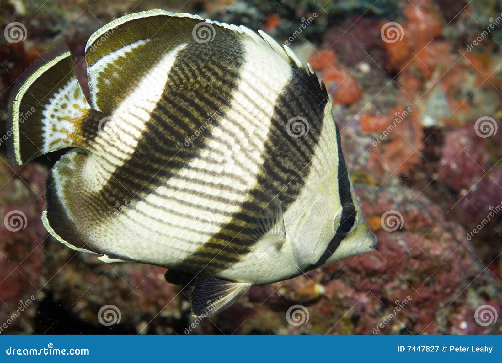 Banded Butterflyfish stock image. Image of angelfish, ocean - 7447827