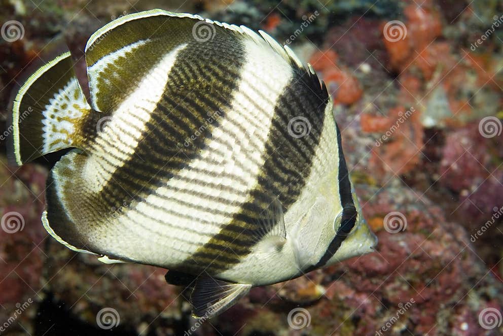 Banded Butterflyfish stock image. Image of angelfish, ocean - 7447827