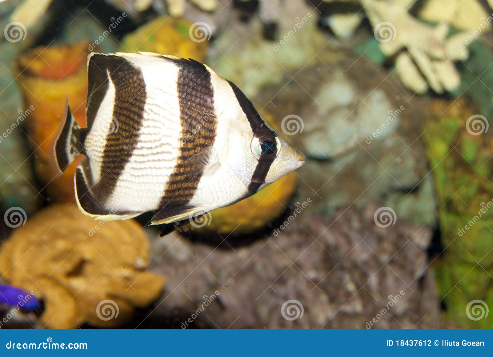 Banded Butterflyfish (Chaetodon Striatus) Stock Photo - Image of ...