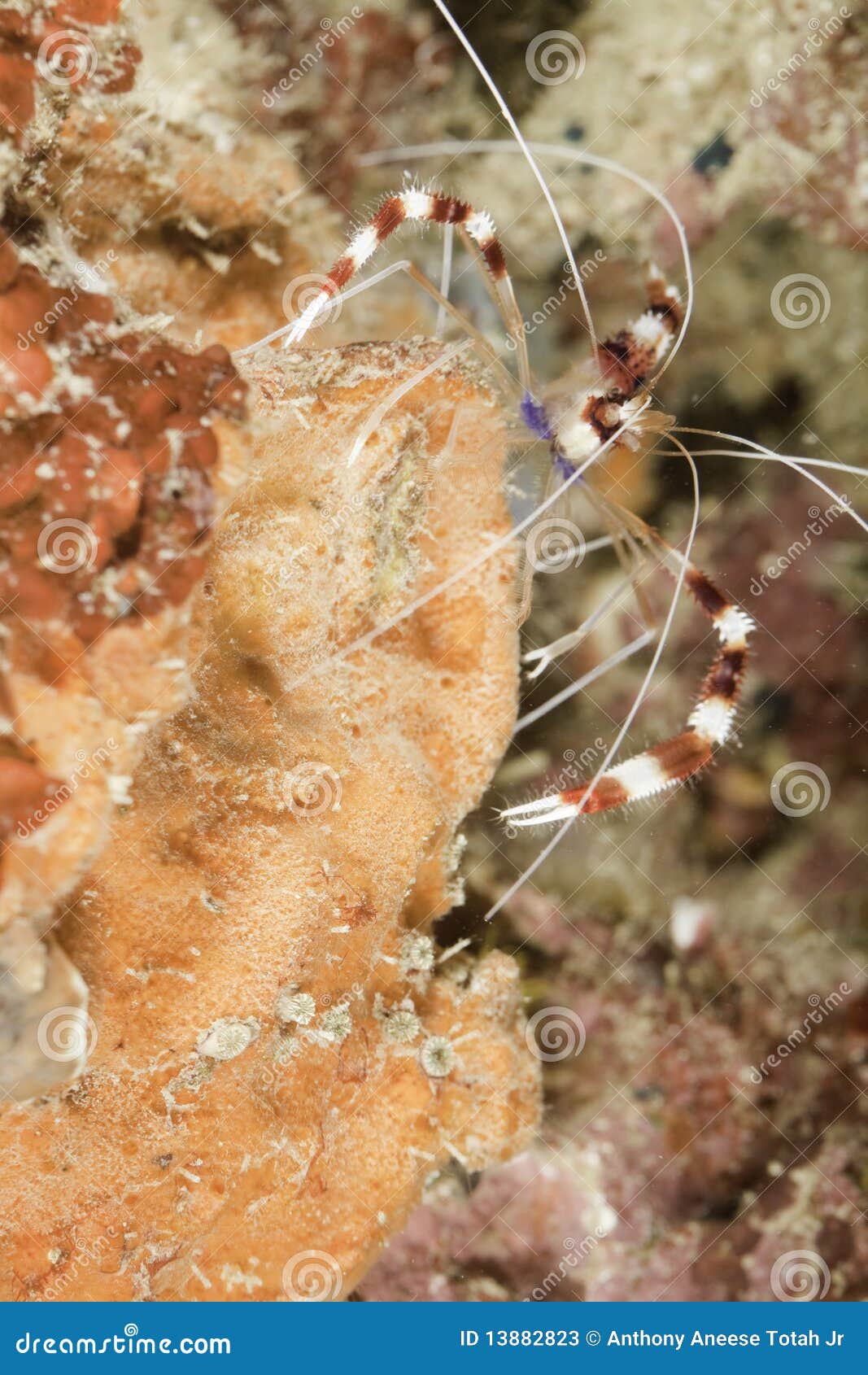 Banded Cleaner Shrimp stock image. Image of saltwater - 13882823