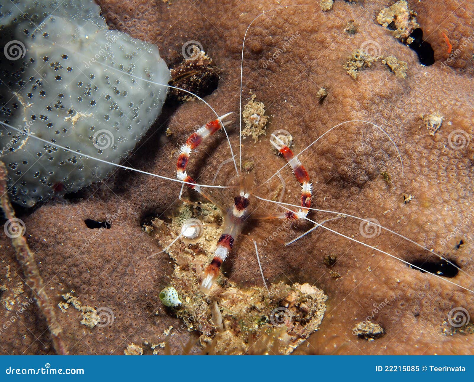 Banded Coral Shrimp stock image. Image of scuba, aquatic - 22215085