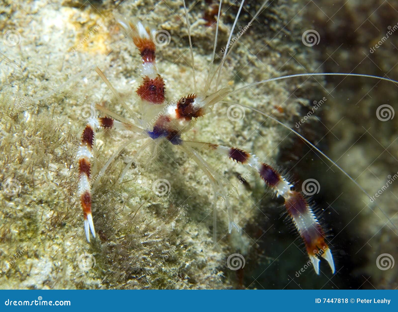 Banded Coral Shrimp stock photo. Image of hunt, shrimp - 7447818