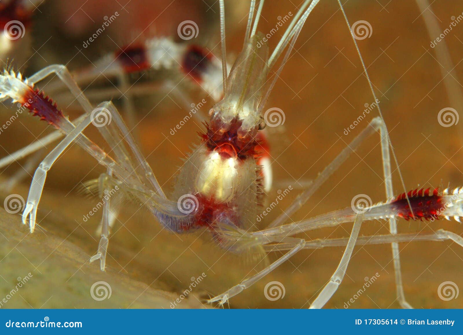 Banded Coral Shrimp (Stenopus Hispidus) Stock Photo - Image of ...
