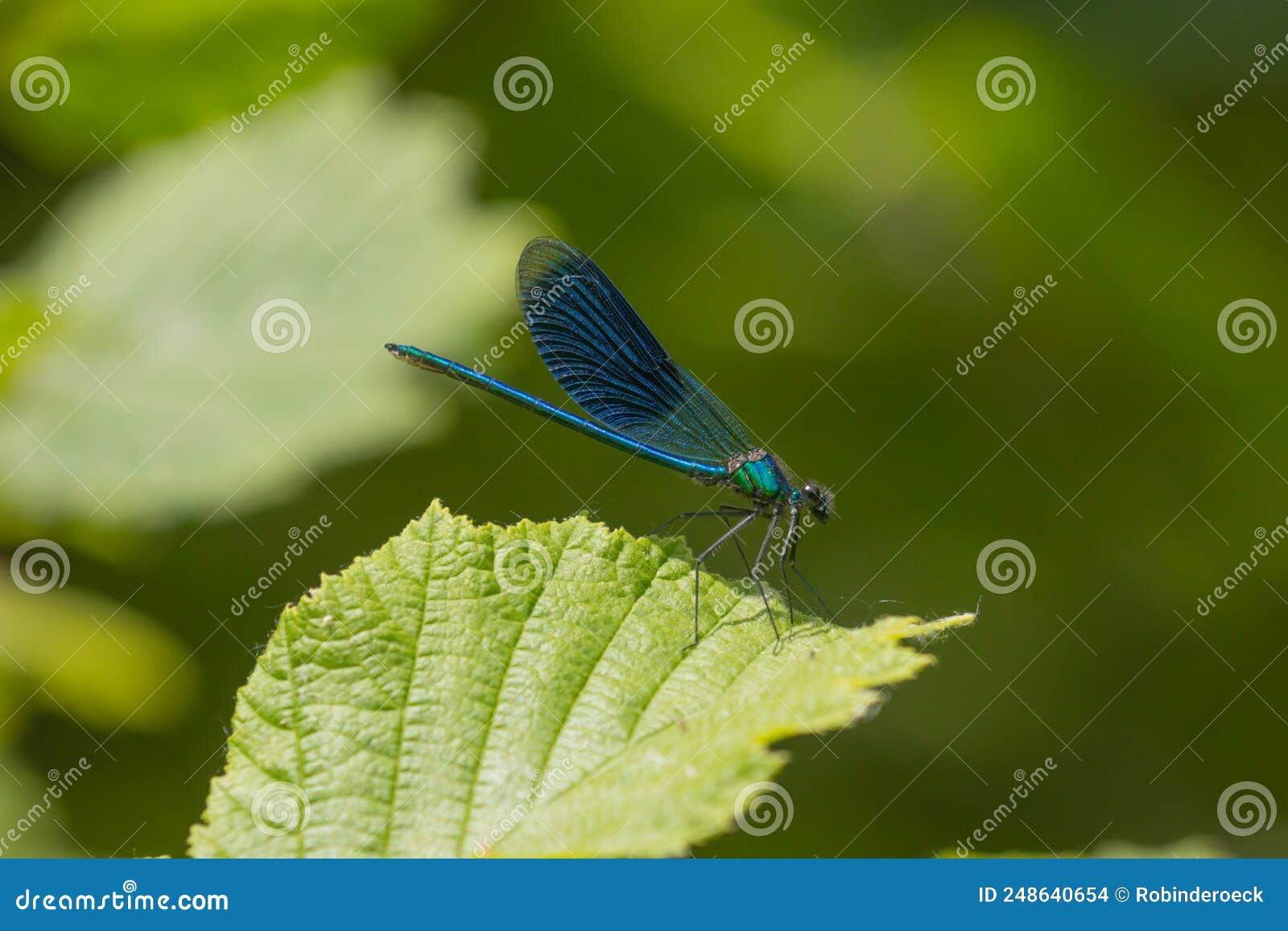 Hazel Leaf-roller, Hazel Leaf-rolling Weevil, Apoderus Coryli ...