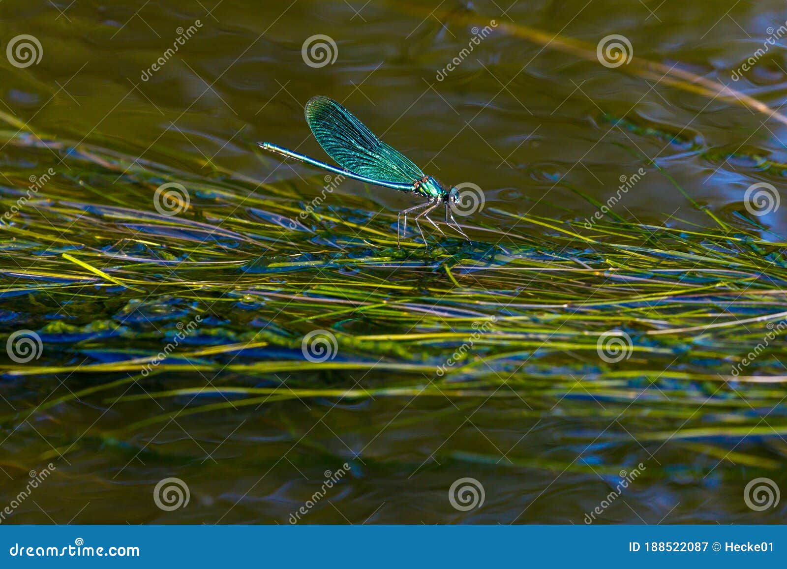 Banded Dragonfly at a River Stock Image - Image of banded, wild: 188522087