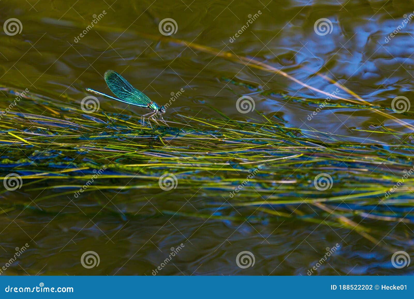 Banded Dragonfly at a River Stock Photo - Image of animal, damselfly ...