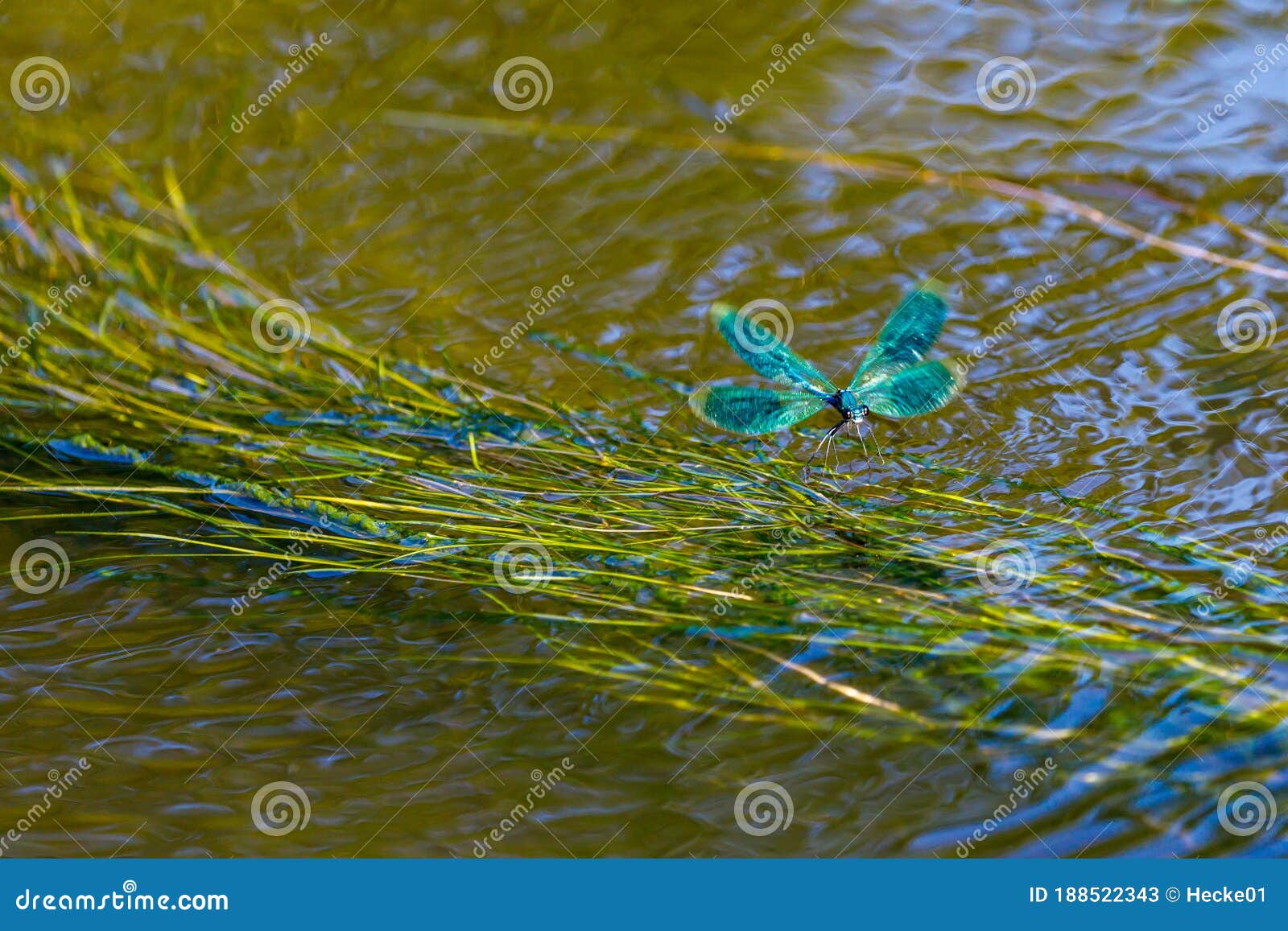 Banded Dragonfly at a River Stock Image - Image of calopteryx, leaf ...