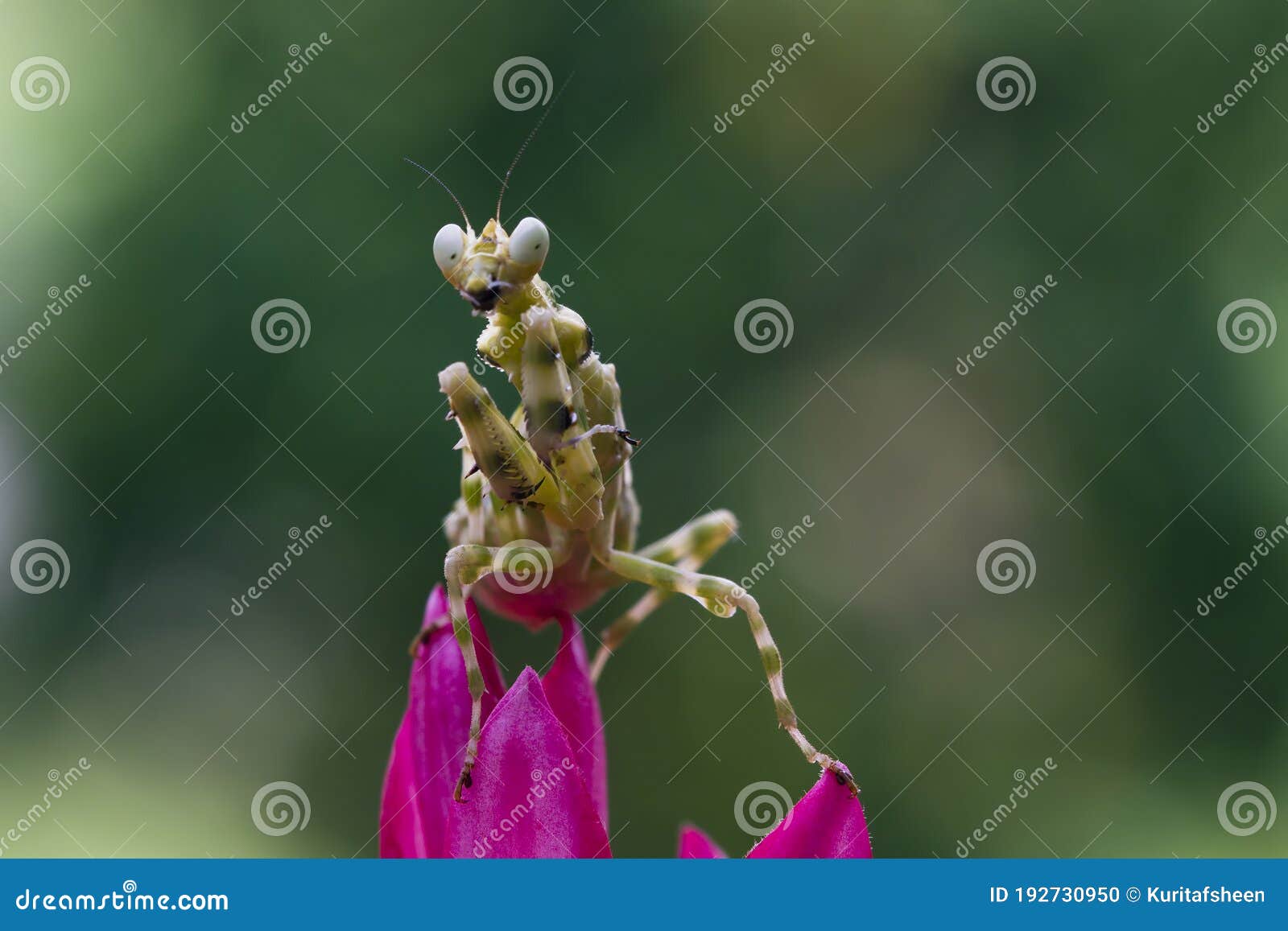 Banded Flower Mantis on Red Flower Stock Photo - Image of looking ...