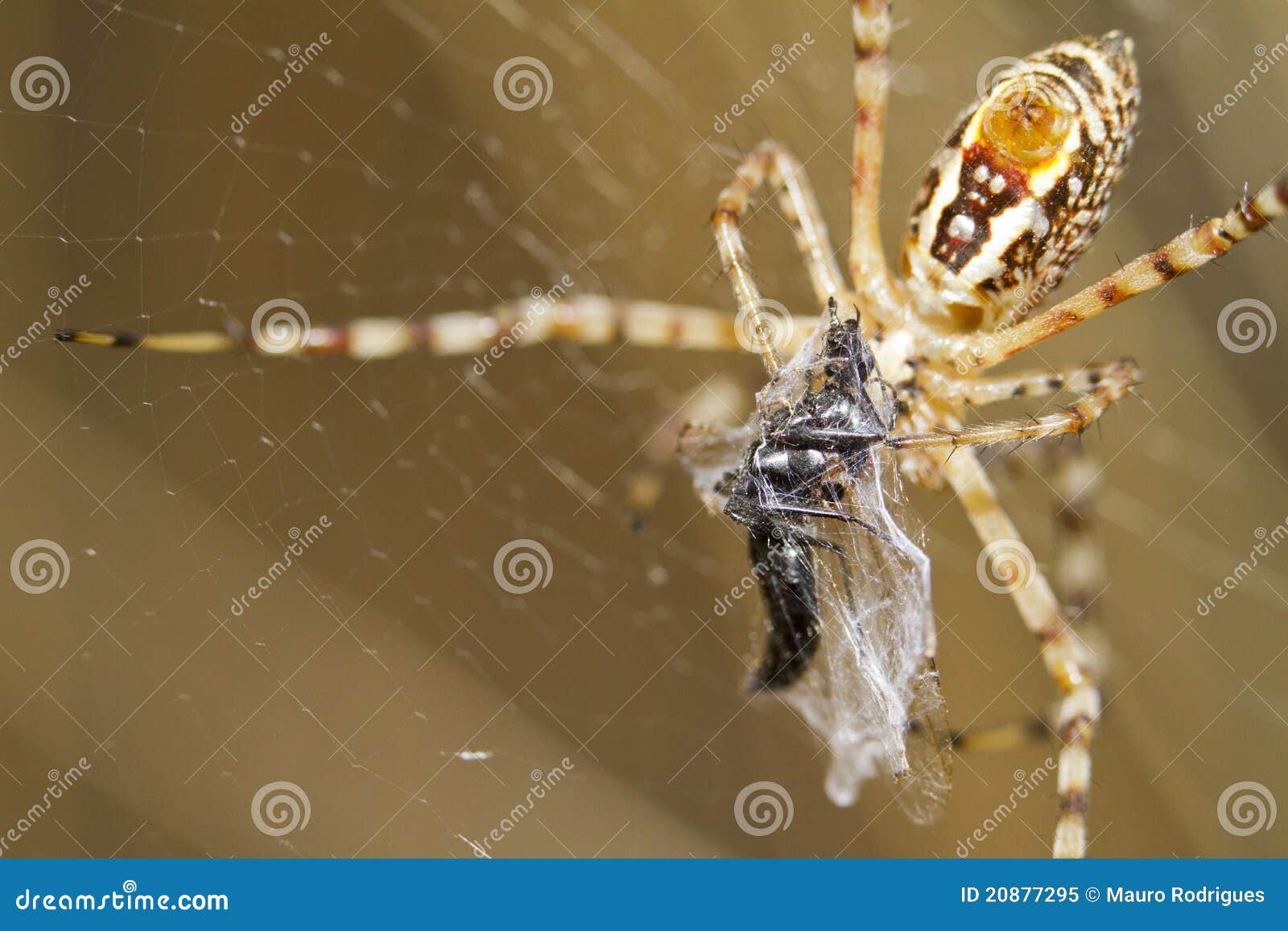 Banded Garden Spider (Argiope Trifasciata) Stock Image - Image of ...
