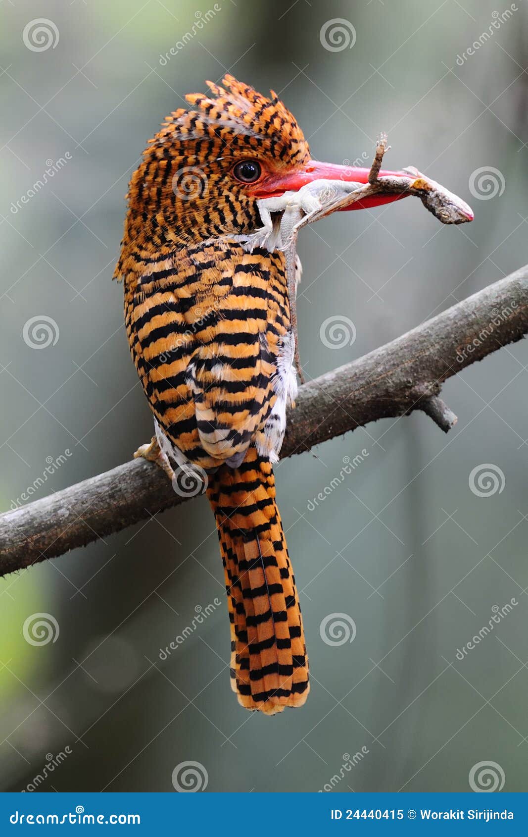 Banded Kingfisher stock image. Image of creature, closeup - 24440415