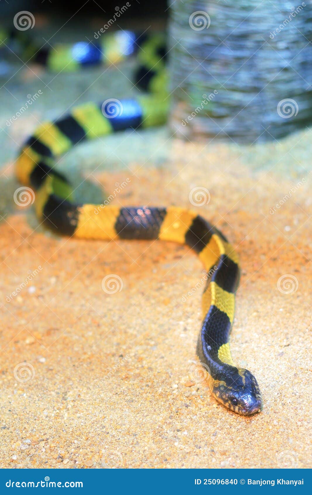 Banded Krait Snake Specie Bungarus Fasciatus In Nepal Royalty-Free ...