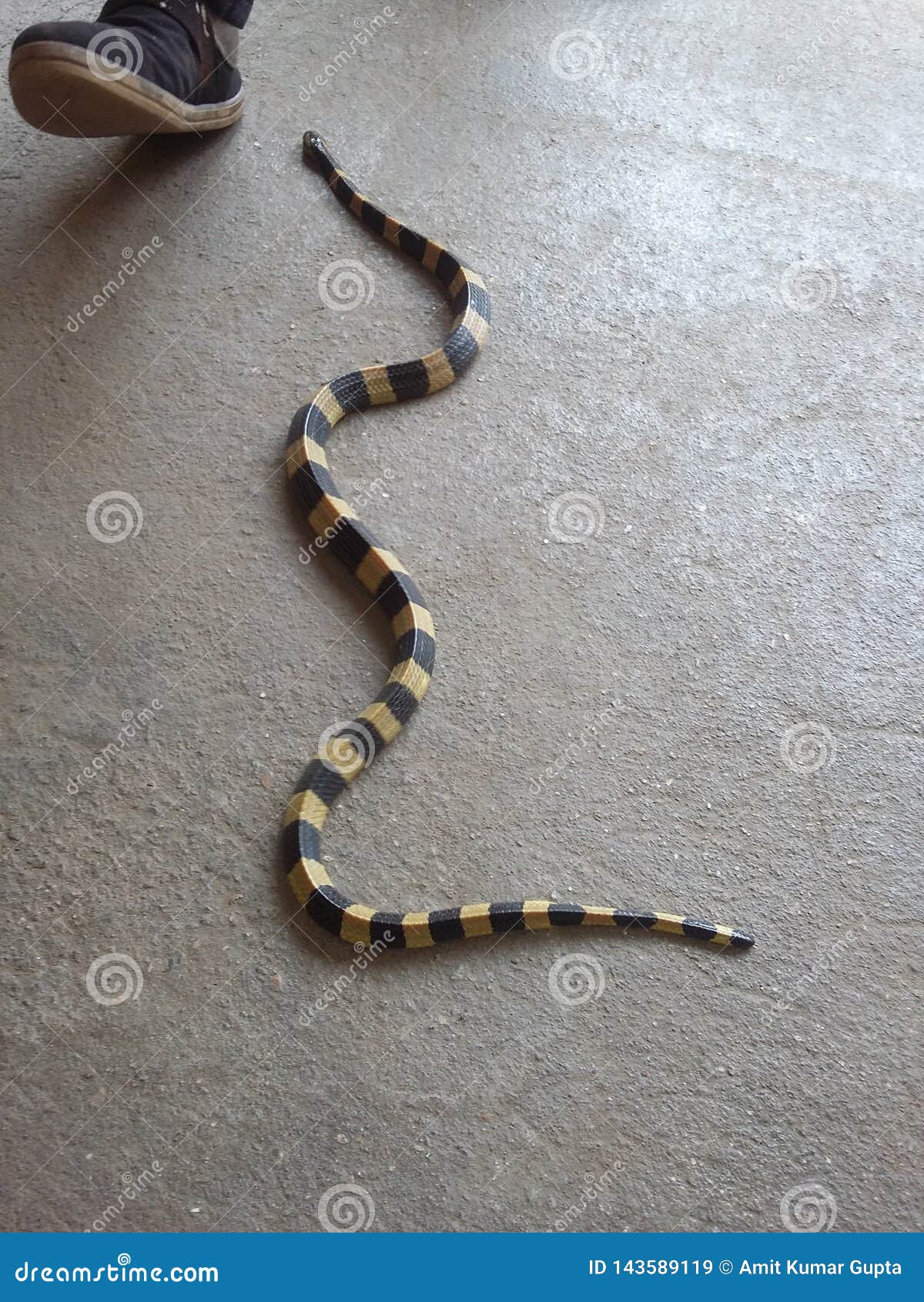 Banded Krait Venomous Snake Stock Image - Image of snake, krait: 143589119