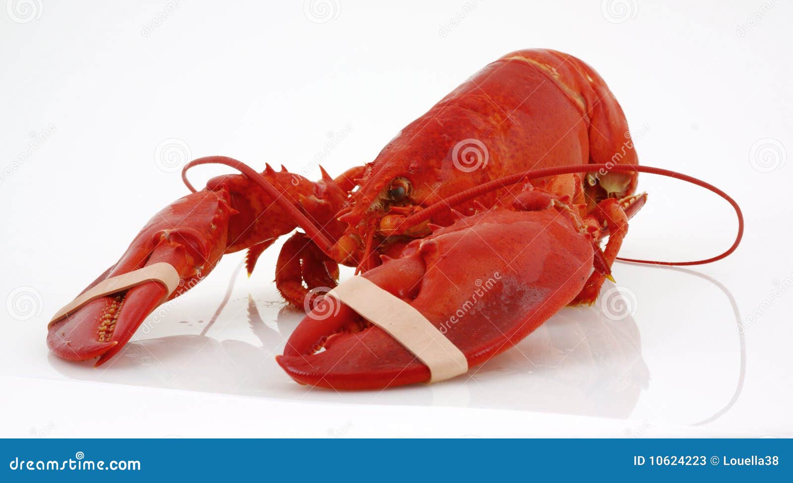 Banded lobster stock image. Image of resting, shellfish - 10624223