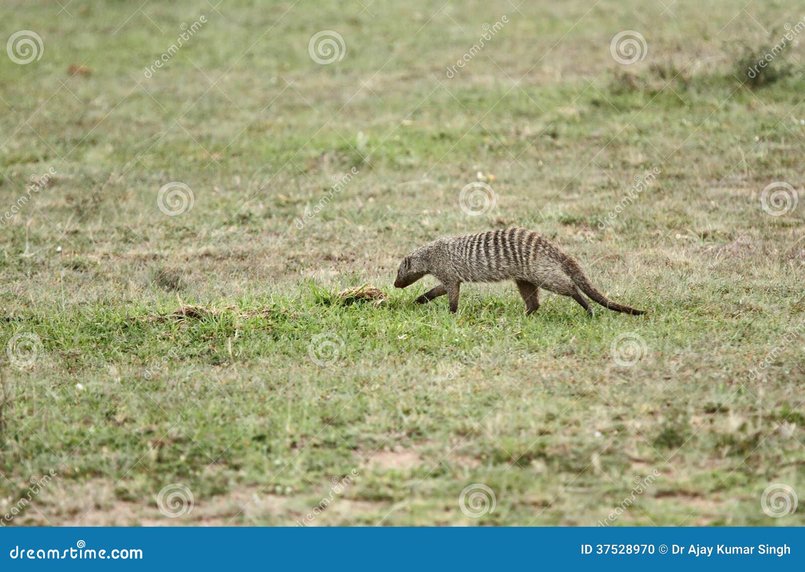 A Banded Mangooes Moving in Grassland Stock Photo - Image of ...