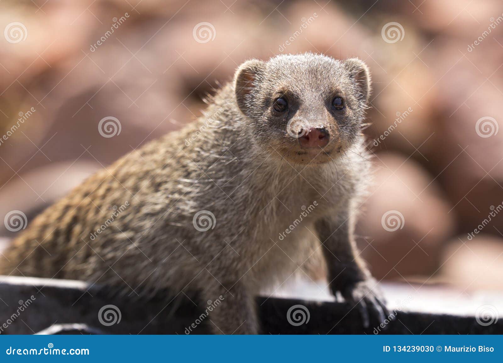 Banded mangoose in Namibia stock photo. Image of national - 134239030