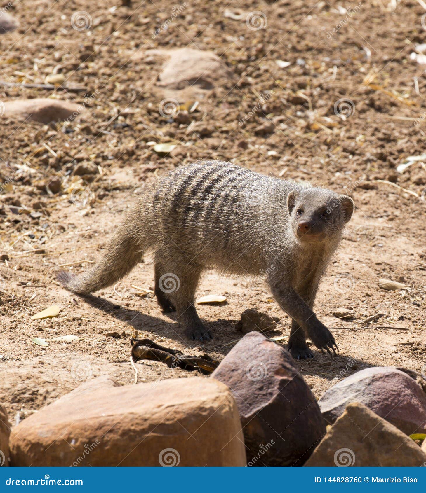 Banded mangoose walking stock photo. Image of nature - 144828760