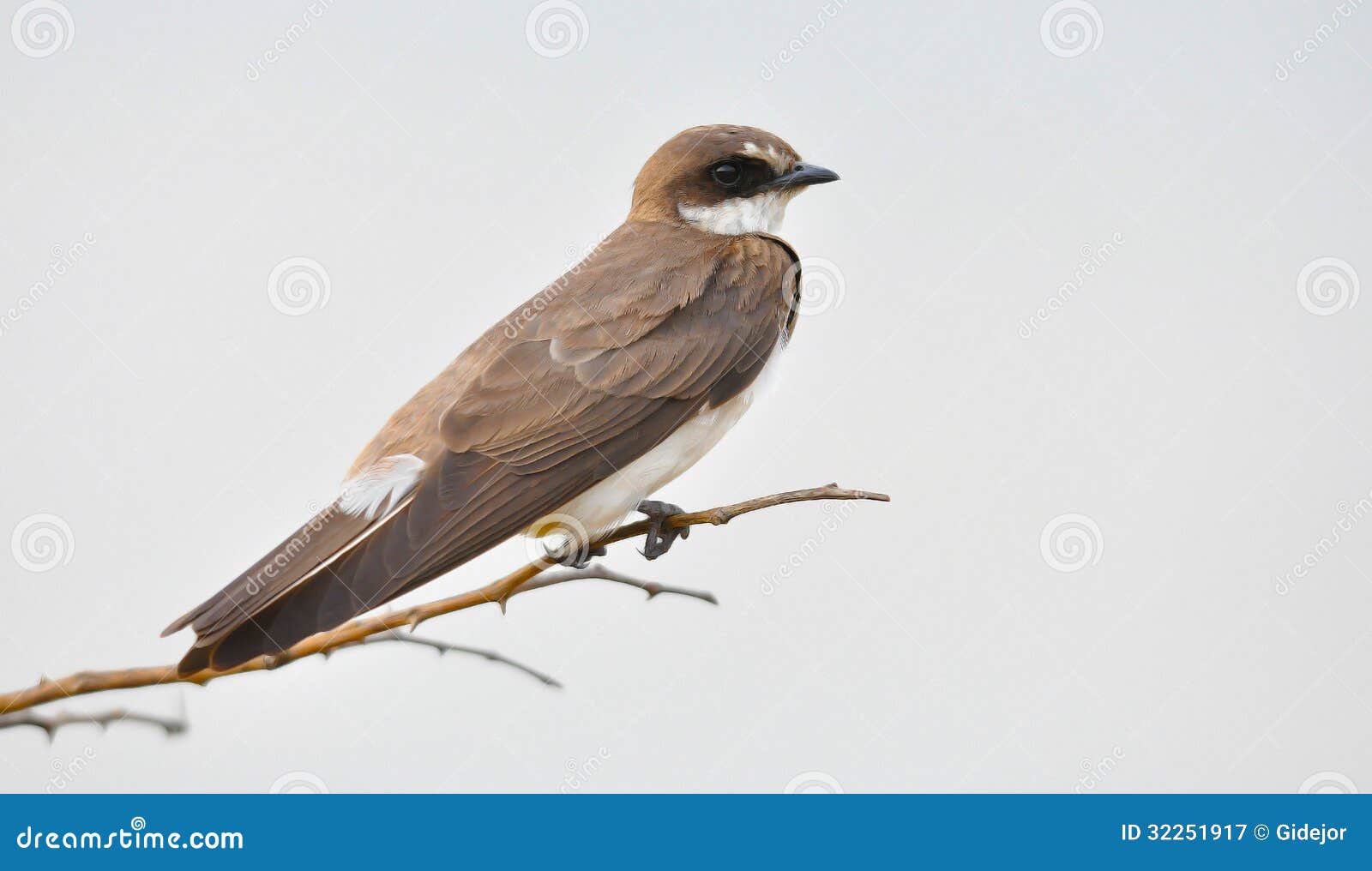 Banded Martin stock image. Image of beak, wildlife, martin - 32251917