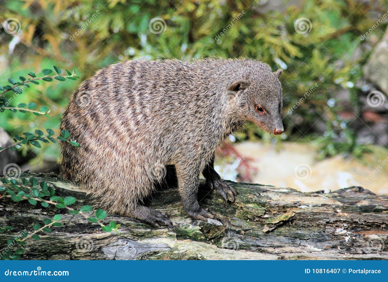 Banded Mongoose stock image. Image of striped, animals - 10816407