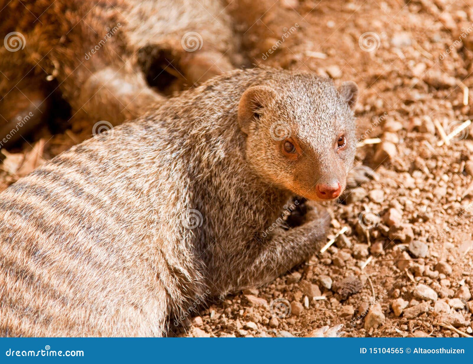 Banded mongoose stock image. Image of outdoor, adapted - 15104565