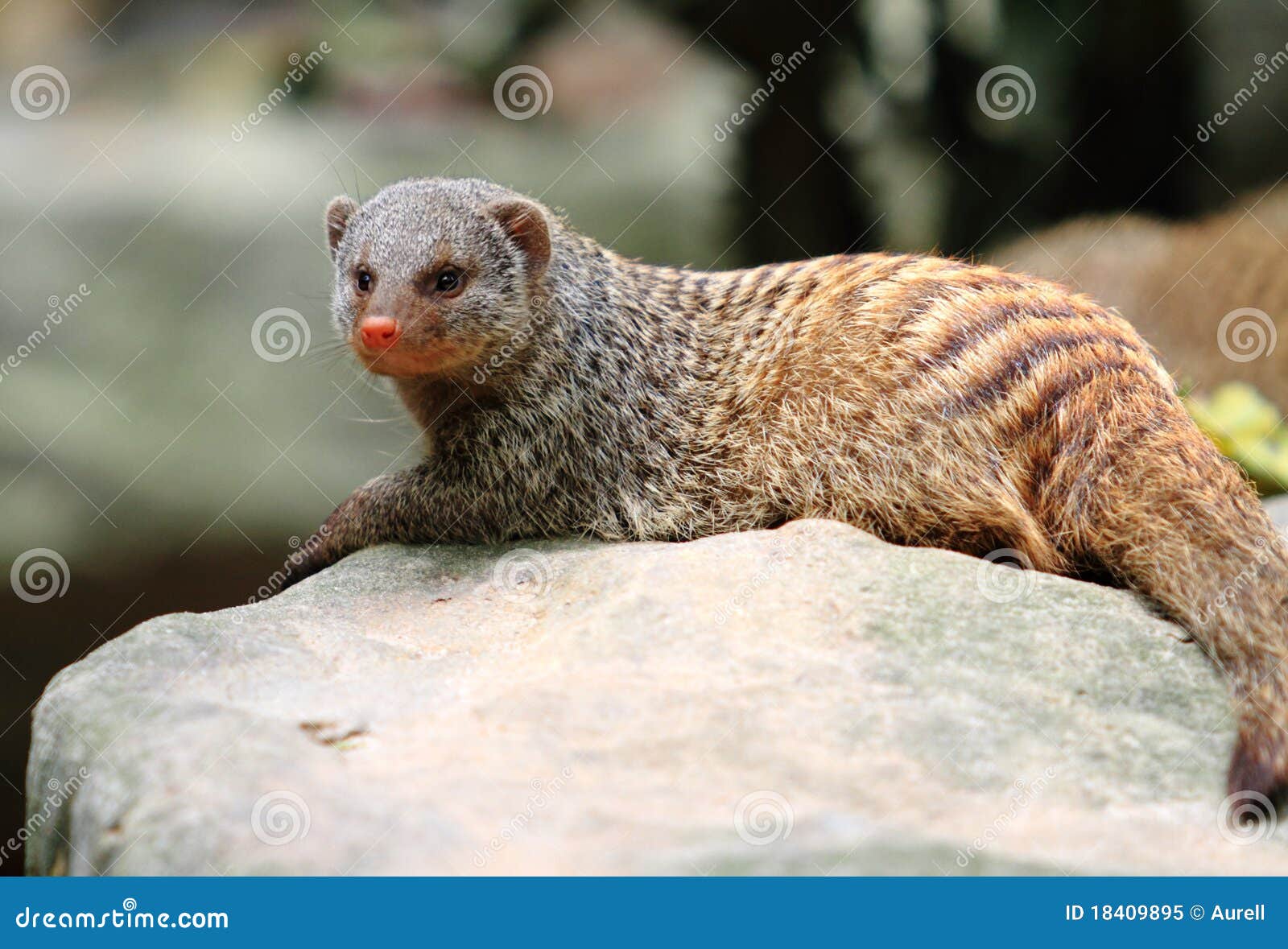 Banded mongoose stock image. Image of cute, small, hair - 18409895