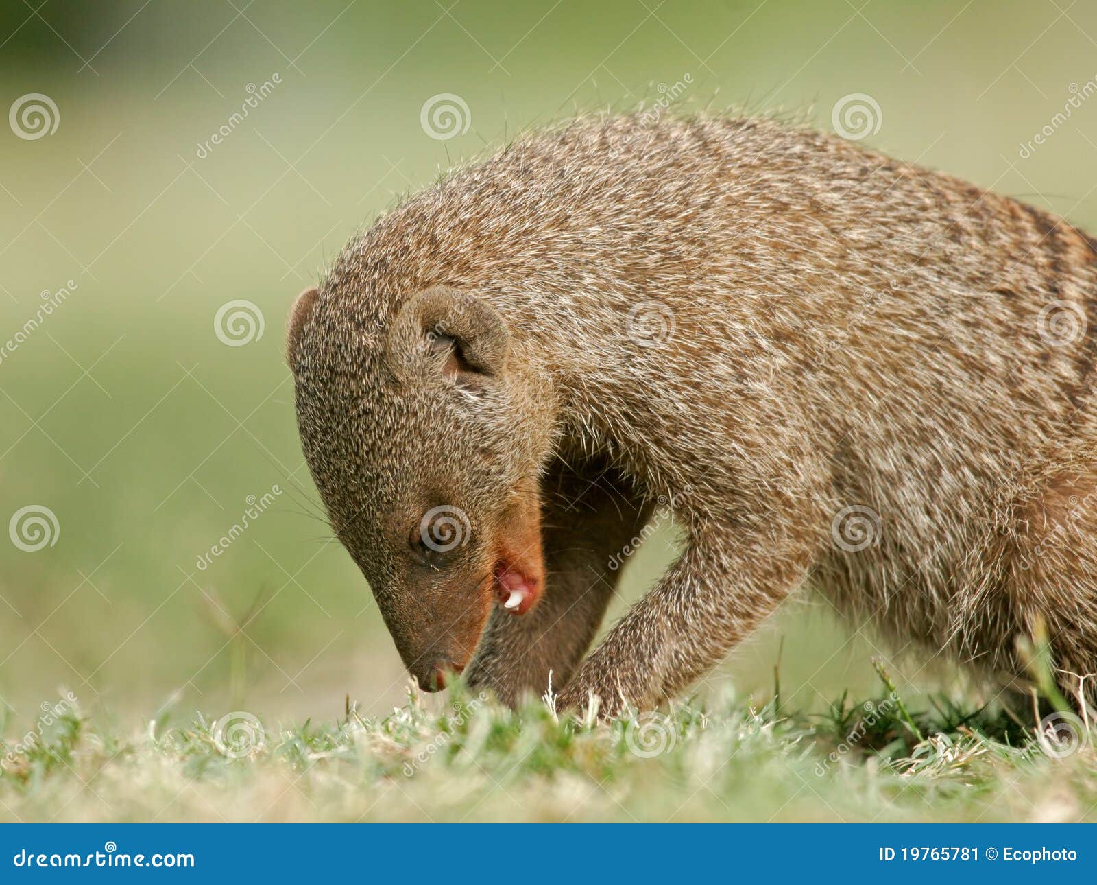 Banded mongoose stock image. Image of african, snout - 19765781