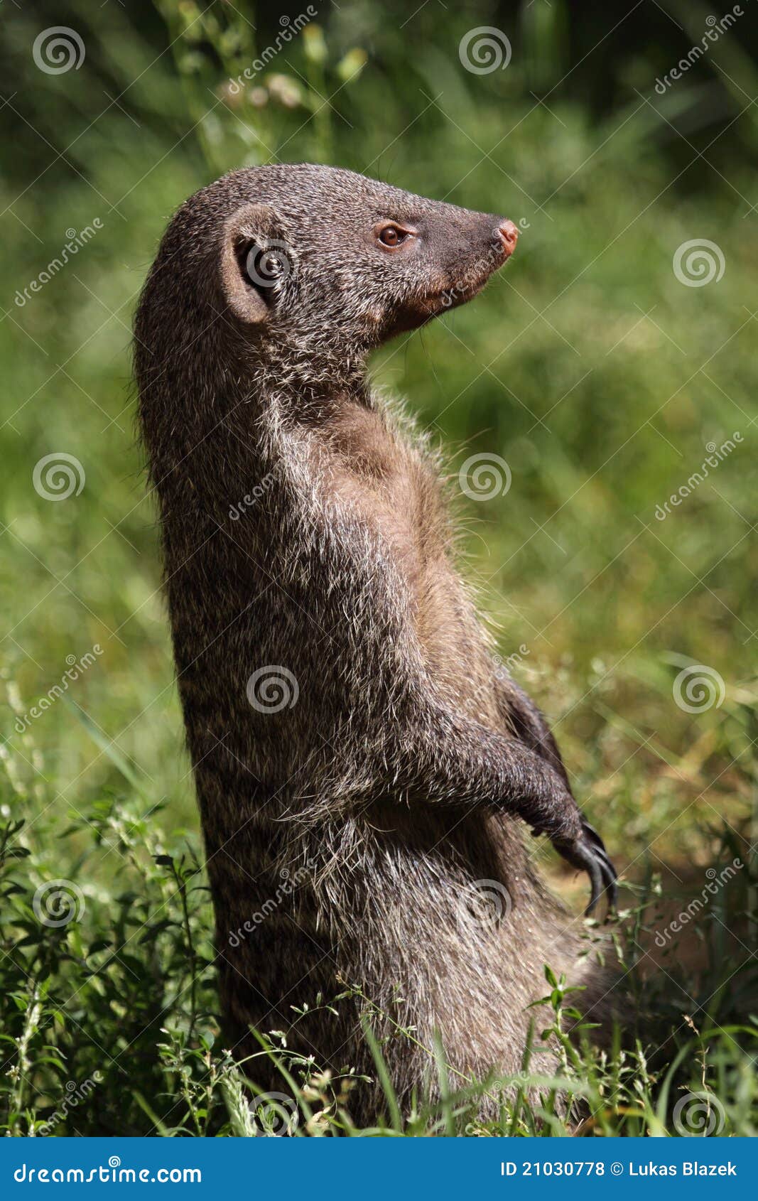 Banded mongoose stock photo. Image of mongoose, mungo - 21030778
