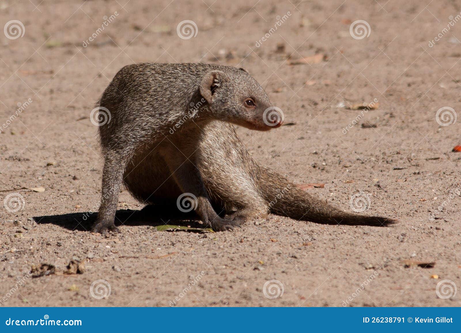 Banded Mongoose stock image. Image of mungos, animal - 26238791