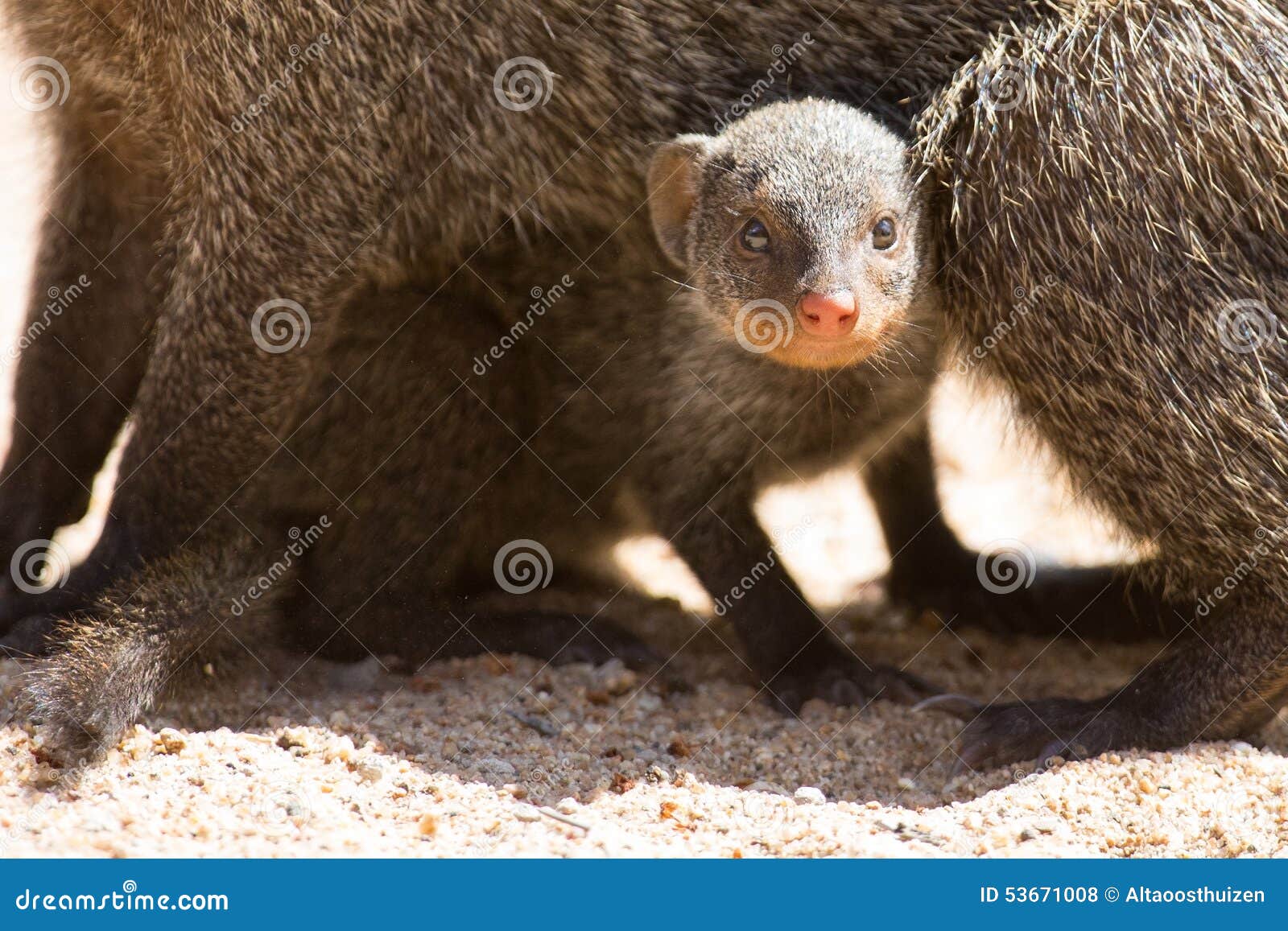 Banded Mongoose Baby Mother Stock Photos - Free & Royalty-Free Stock ...