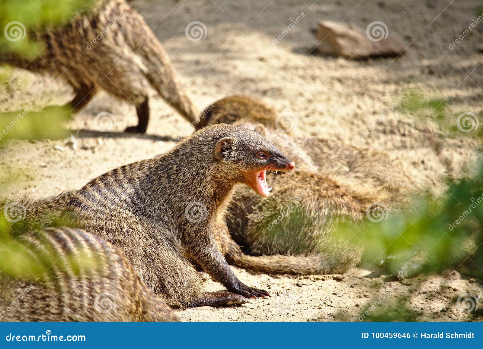 Banded Mongoose Baring Its Fangs Stock Photo - Image of alertness ...