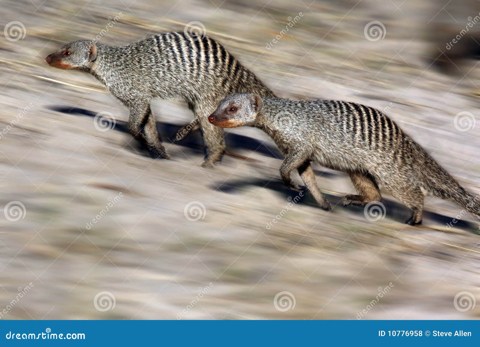 Banded Mongoose, Mungos Mungo, Sitting Tree Trunk Green Vegetation ...
