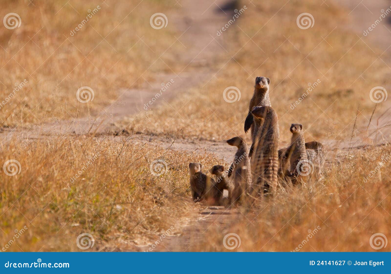 The Banded Mongoose Family stock image. Image of game - 24141627