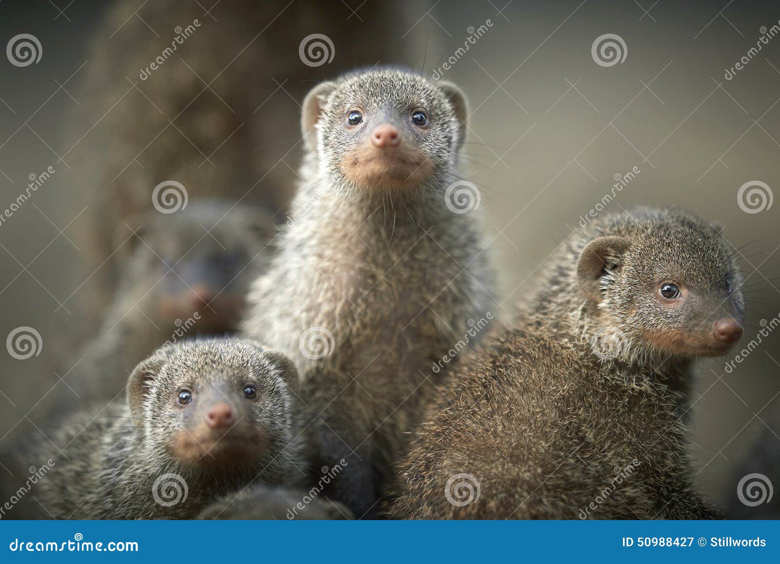 Banded mongoose stock image. Image of family, attention - 50988427