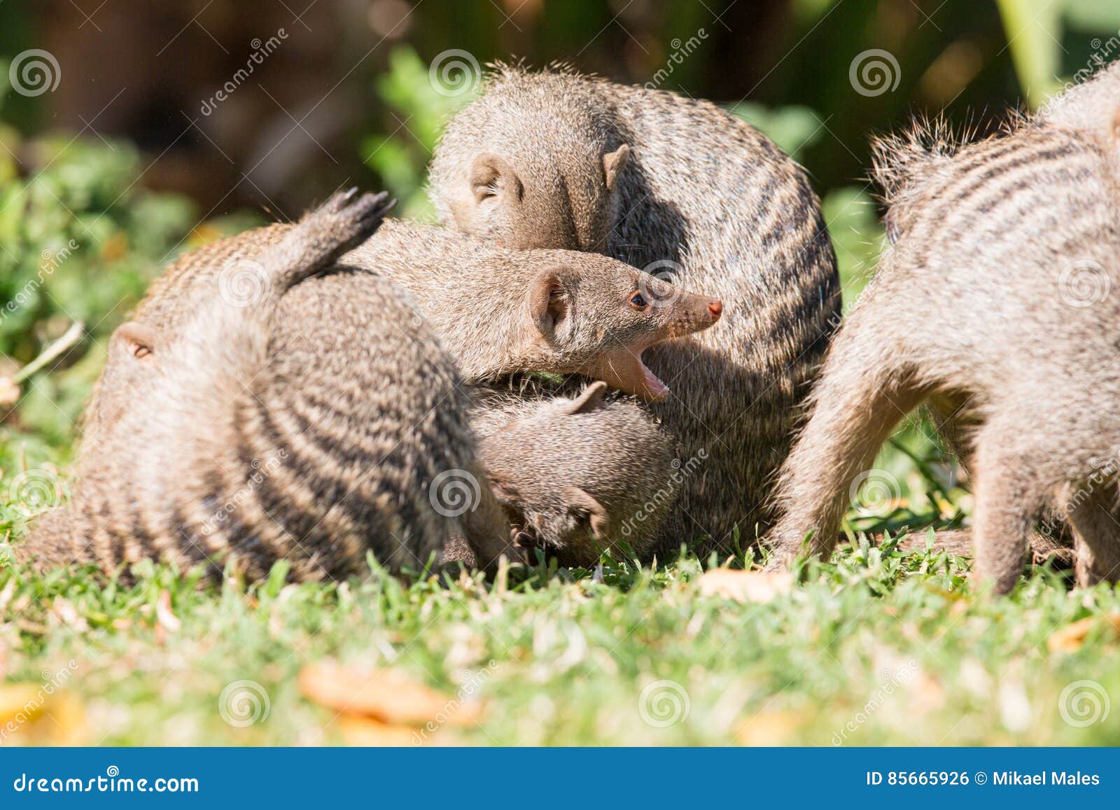 Banded mongoose fighting stock photo. Image of cute, predators - 85665926