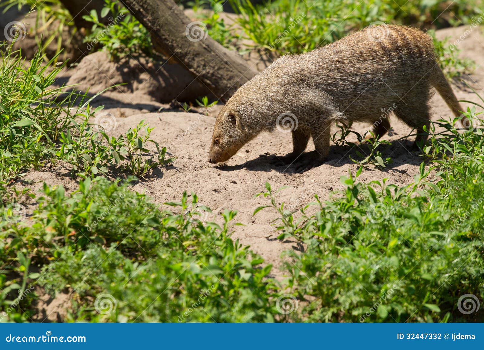 Banded mongoose foraging stock photo. Image of acacia - 32447332