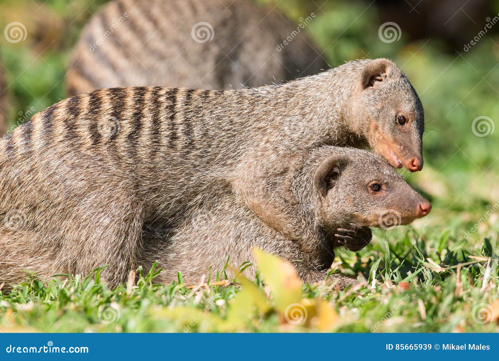 Banded mongoose hug stock image. Image of hugging, mongoose - 85665939